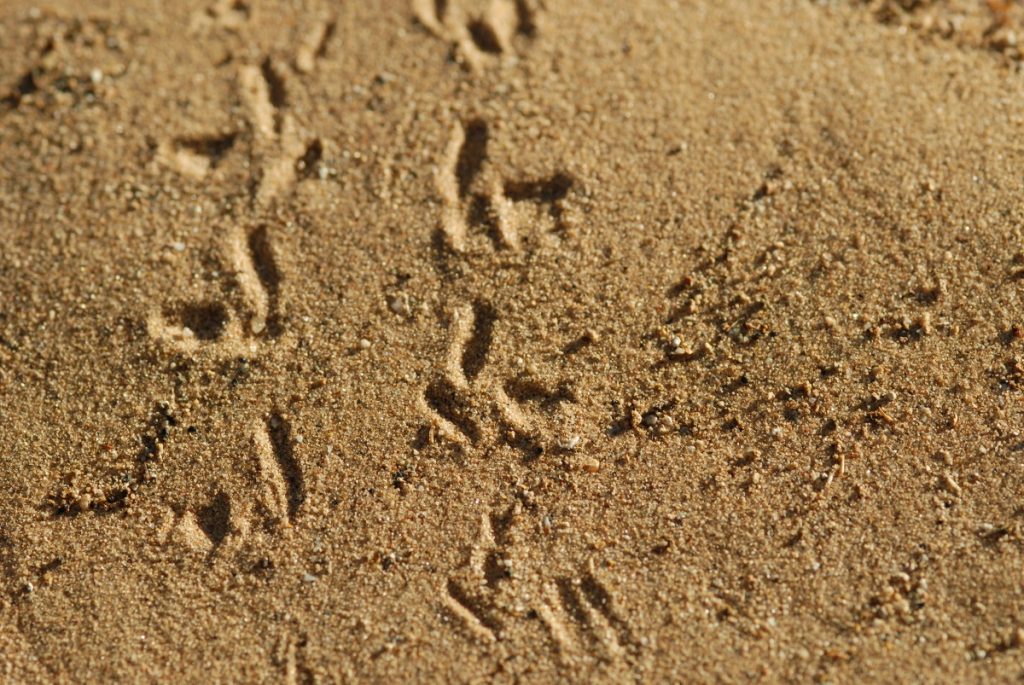 Gallery | Bug Art by Steven