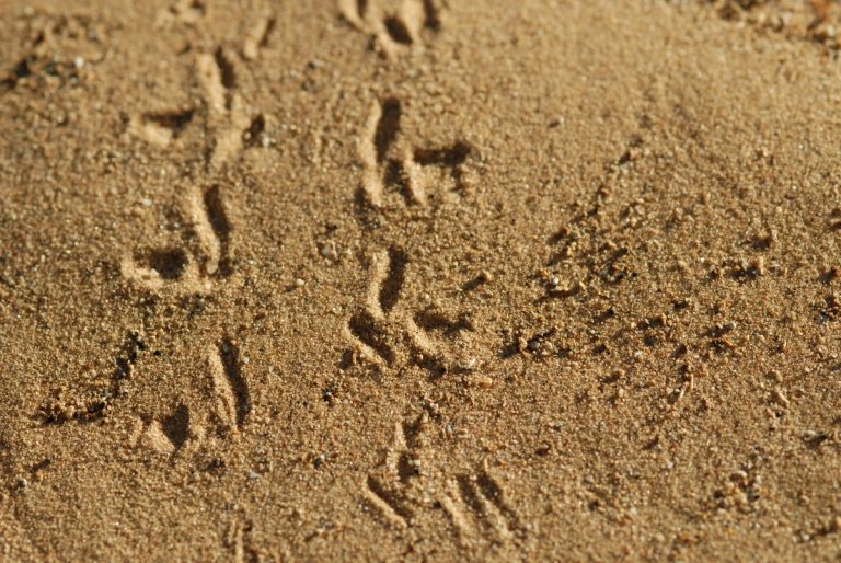 Gallery | Bug Art by Steven